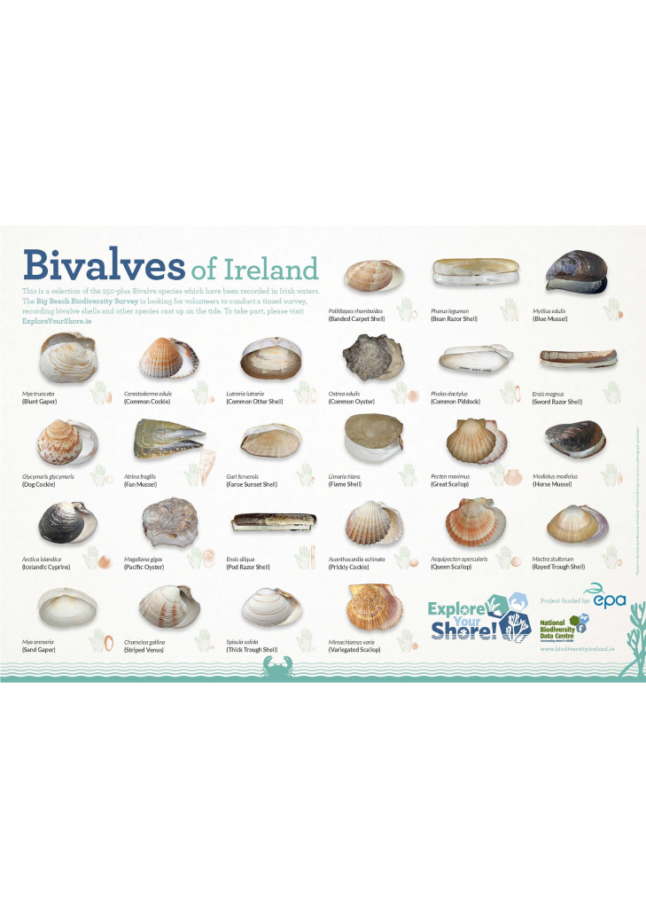 Marine Bivalves of Ireland - Explore Your Shore!