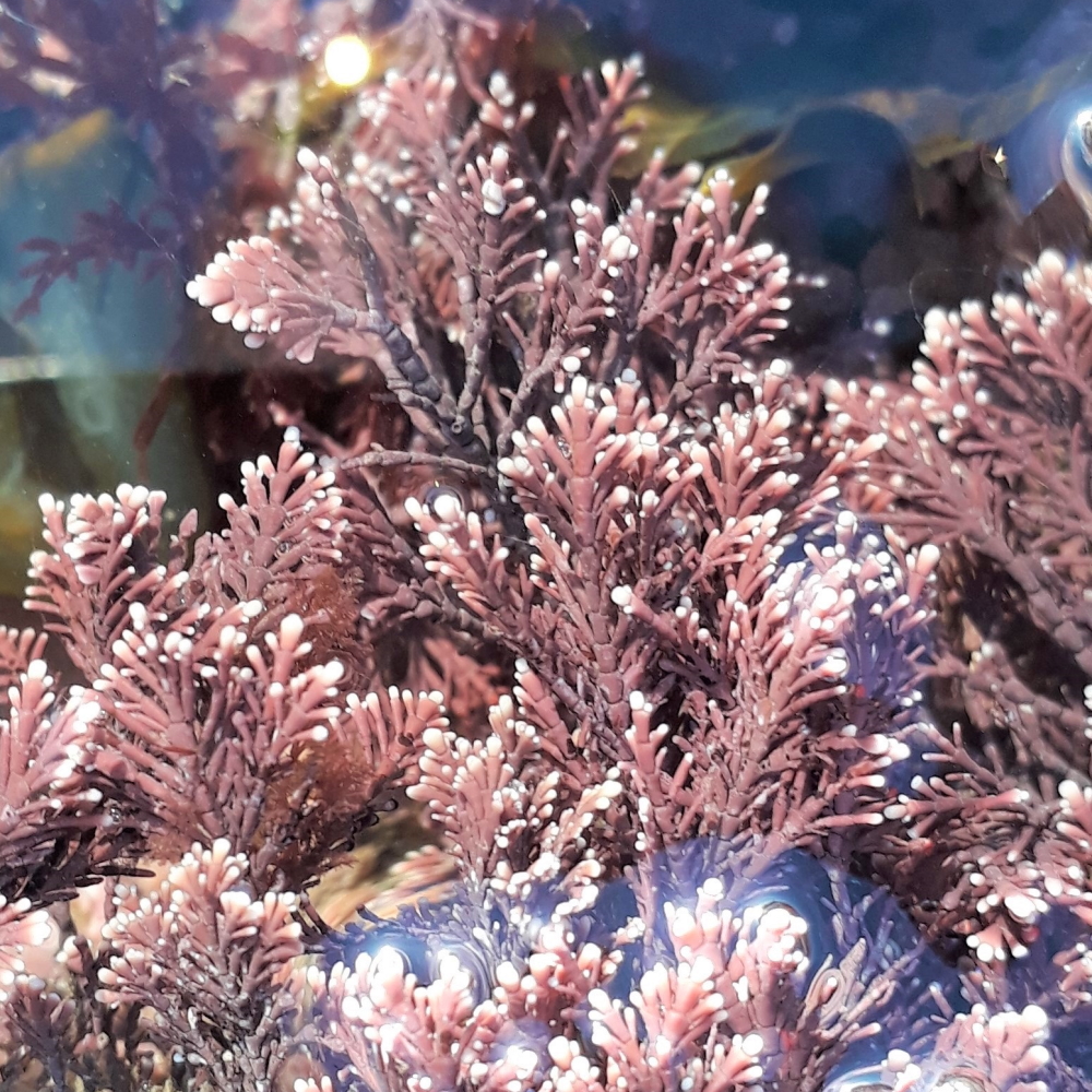 Common Coralweed - Explore Your Shore!