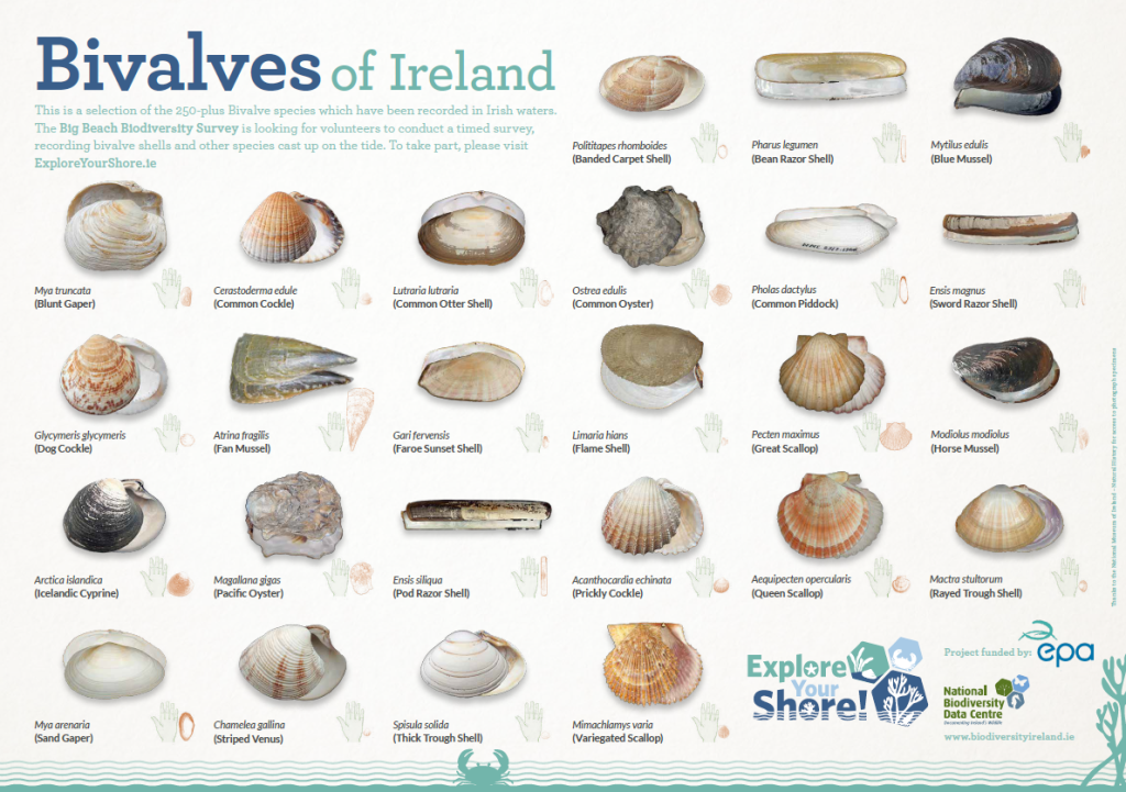 Bivalves of Ireland - Explore Your Shore!
