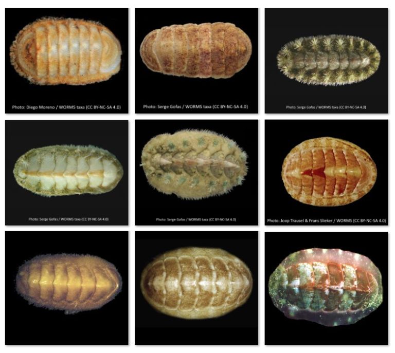 Key to the Irish Chitons - Explore Your Shore!